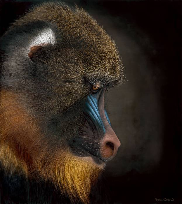 Mandrill - White Sails Gallery